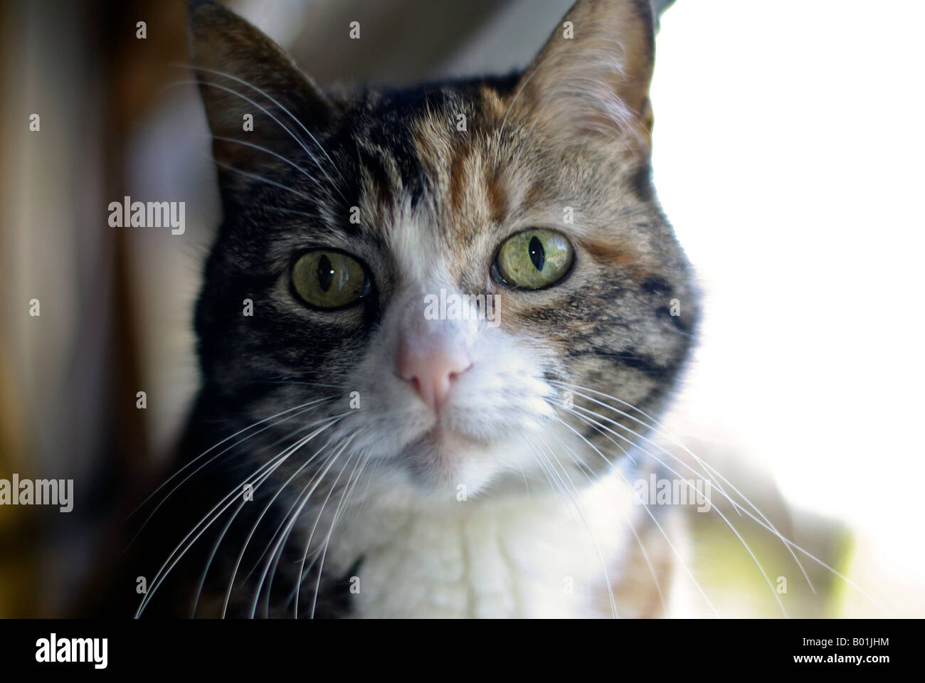Portrait of a cat Stock Photo - Alamy
