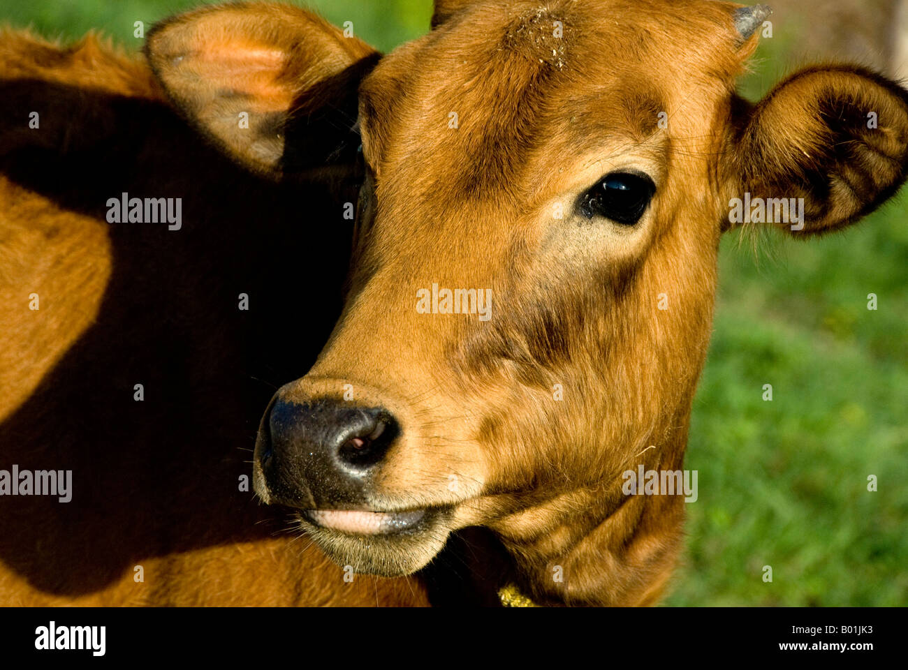 Portrait of a cow hi-res stock photography and images - Alamy