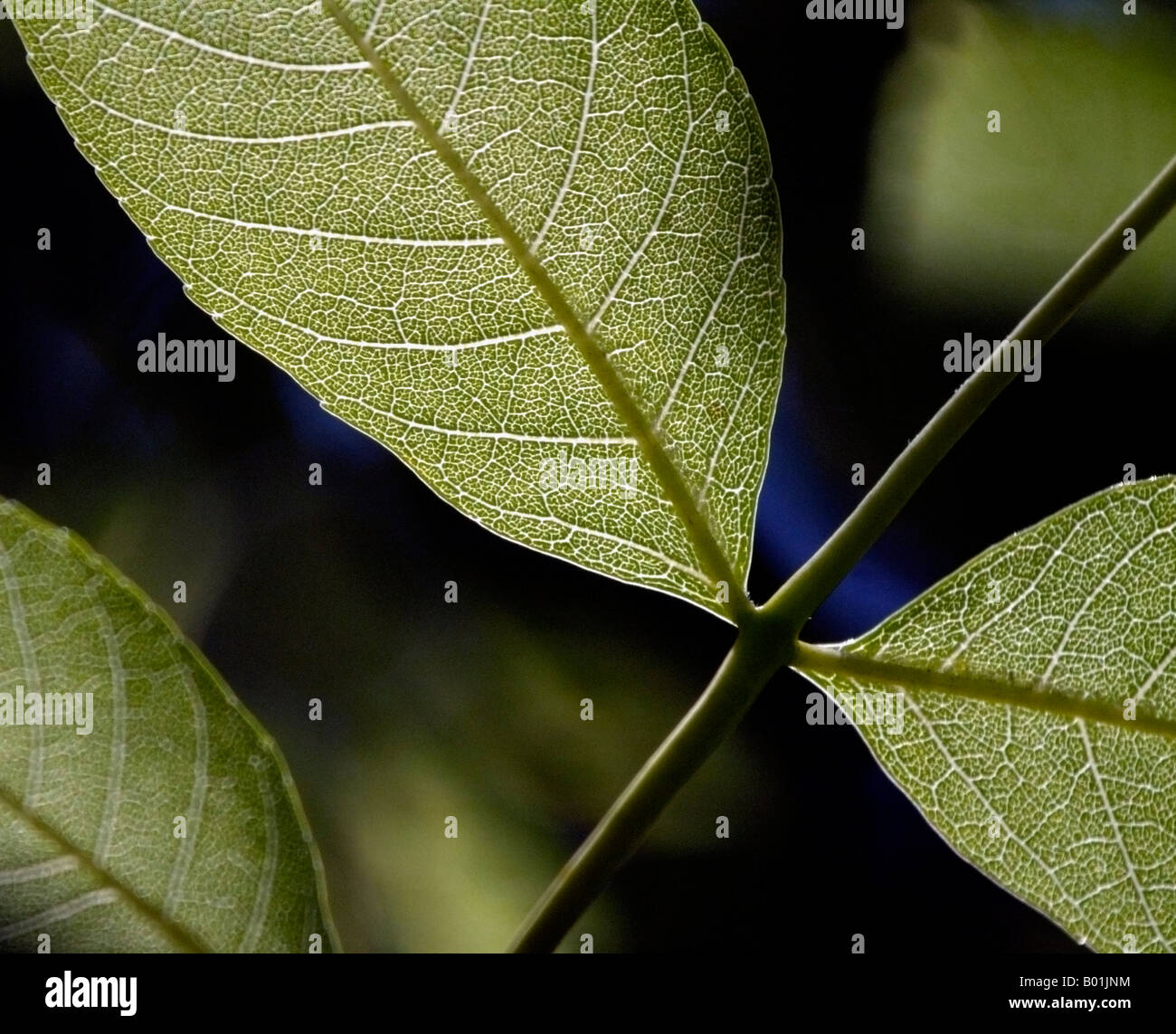 The natural wor hi-res stock photography and images - Alamy