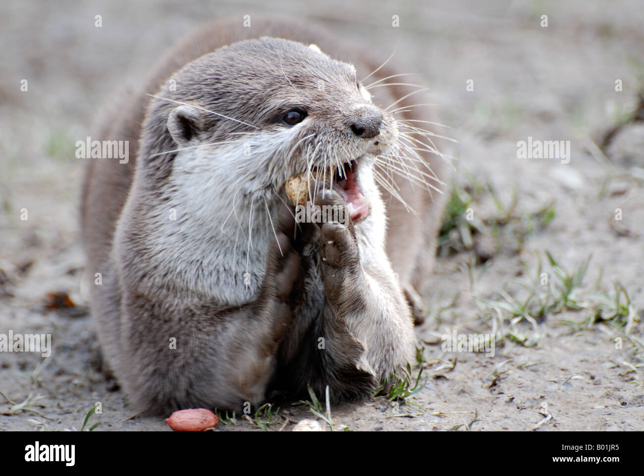 Close up of an otter eating peanuts Stock Photo - Alamy