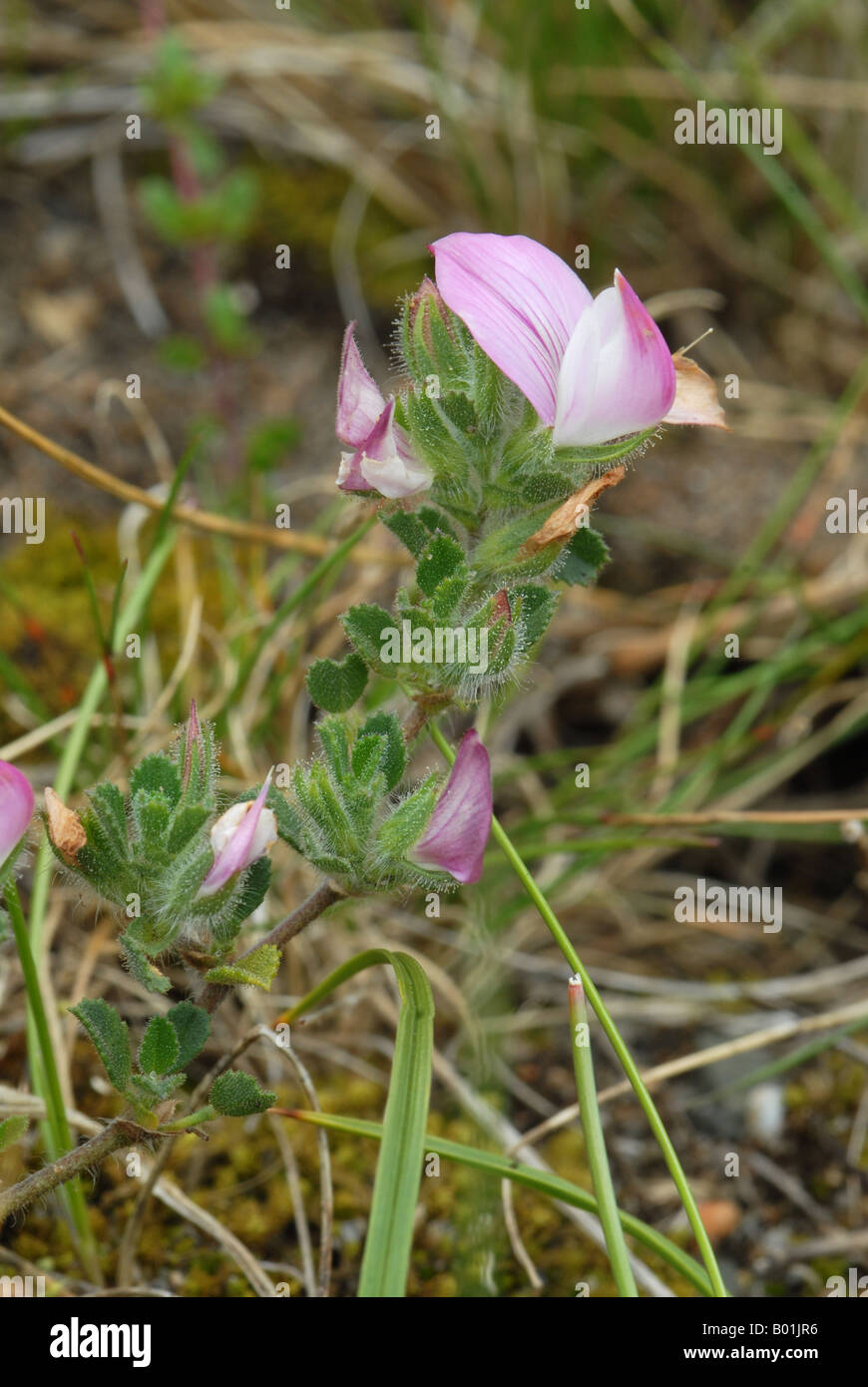 Rest-Harrow showing all aspects of the plant Stock Photo - Alamy