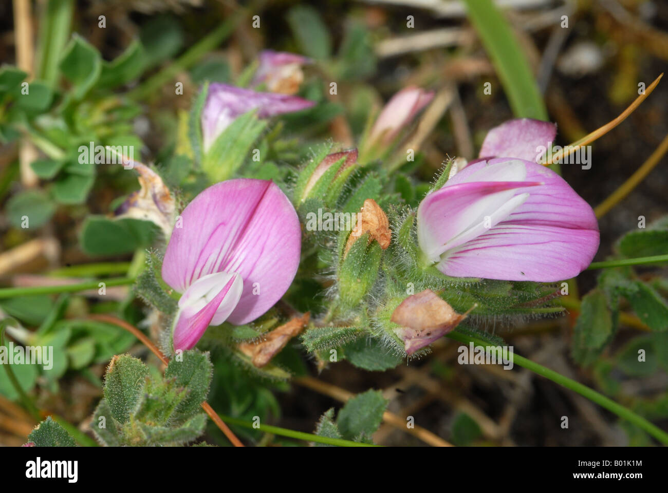 Rest-Harrow in detail of flowers Stock Photo - Alamy