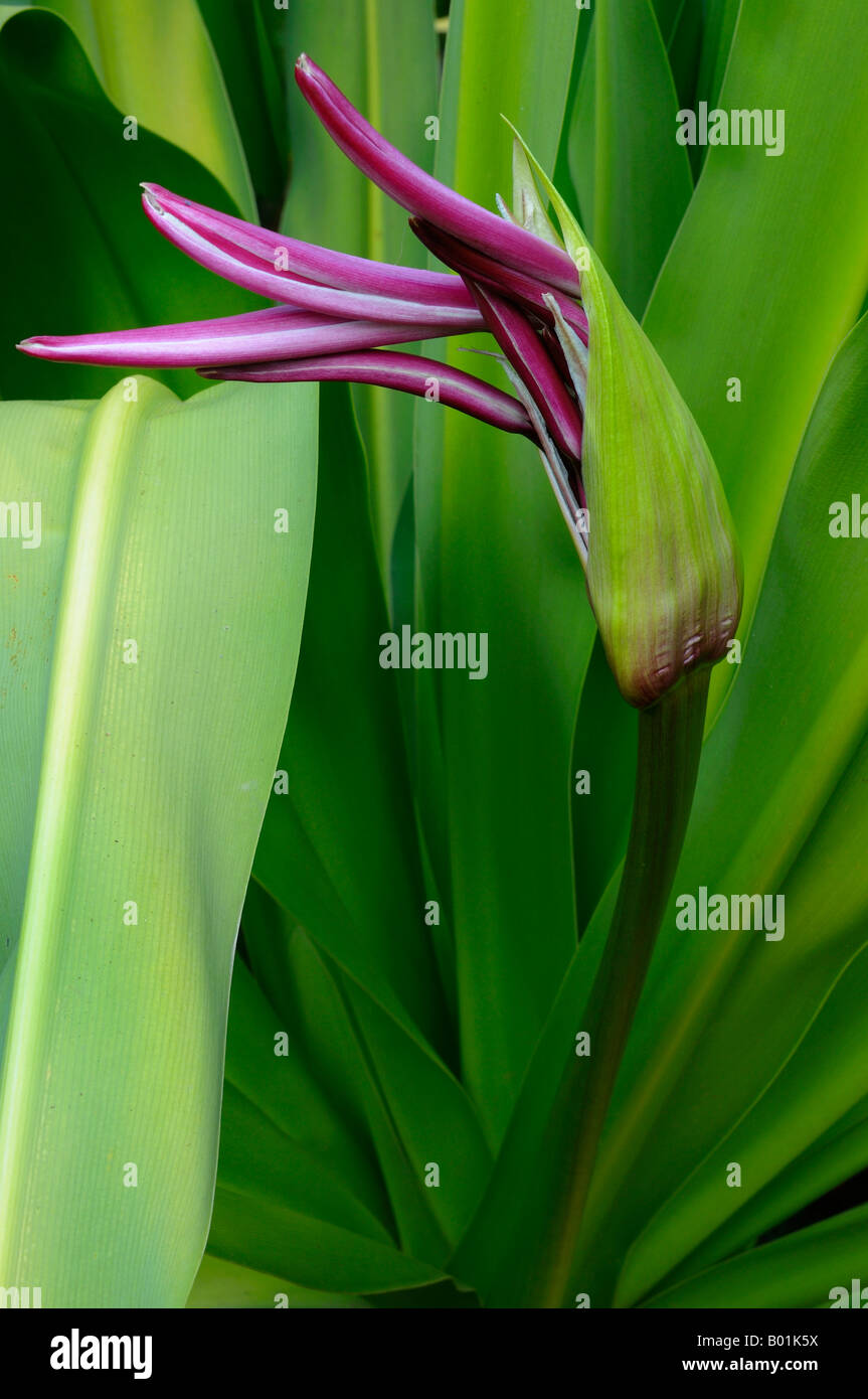 Unopened Purple Crinum Lily flower in a tropical garden Costa Rica ...