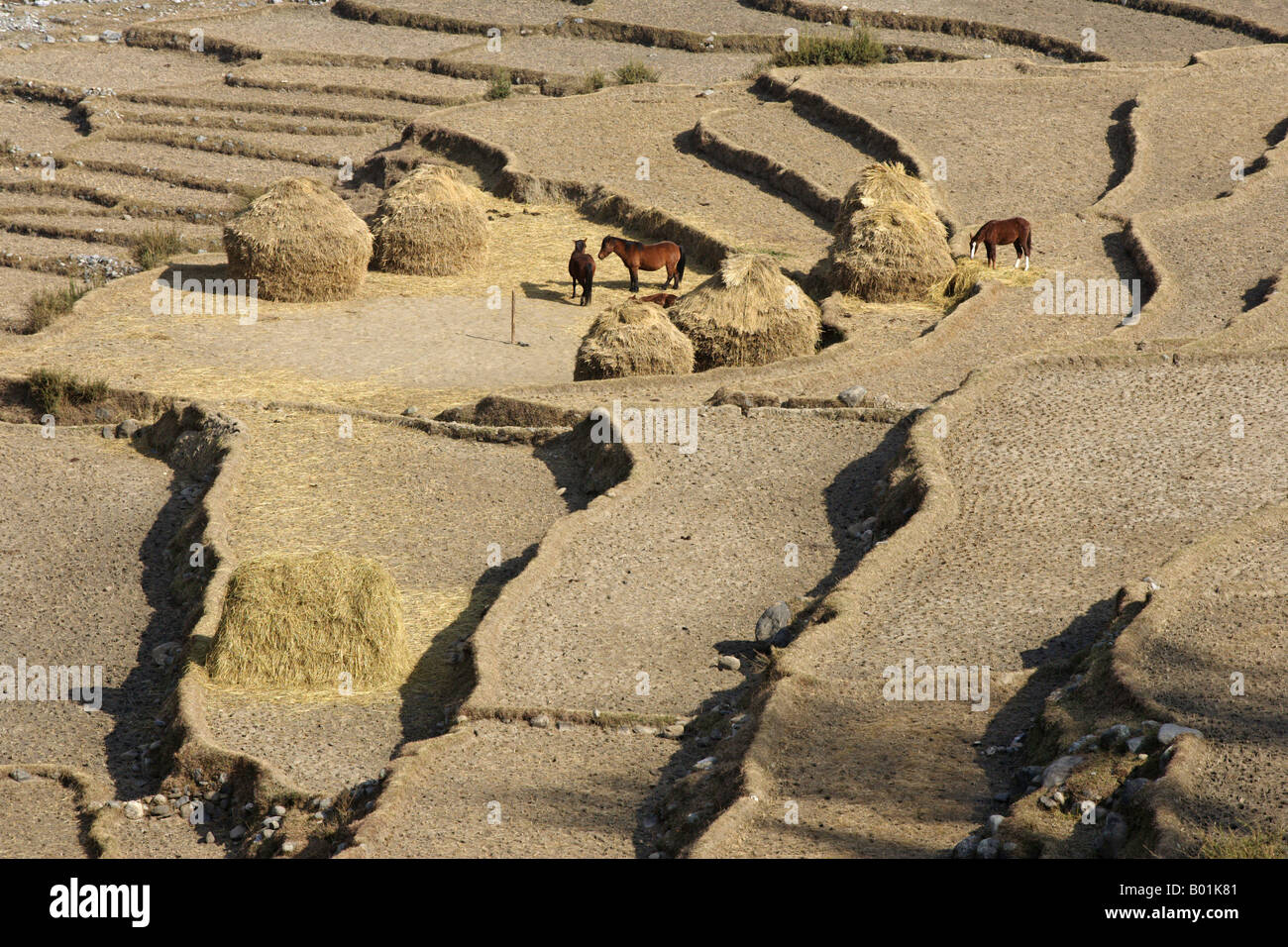 Grain cultivation in the earthquake area in Pakistan Stock Photo - Alamy