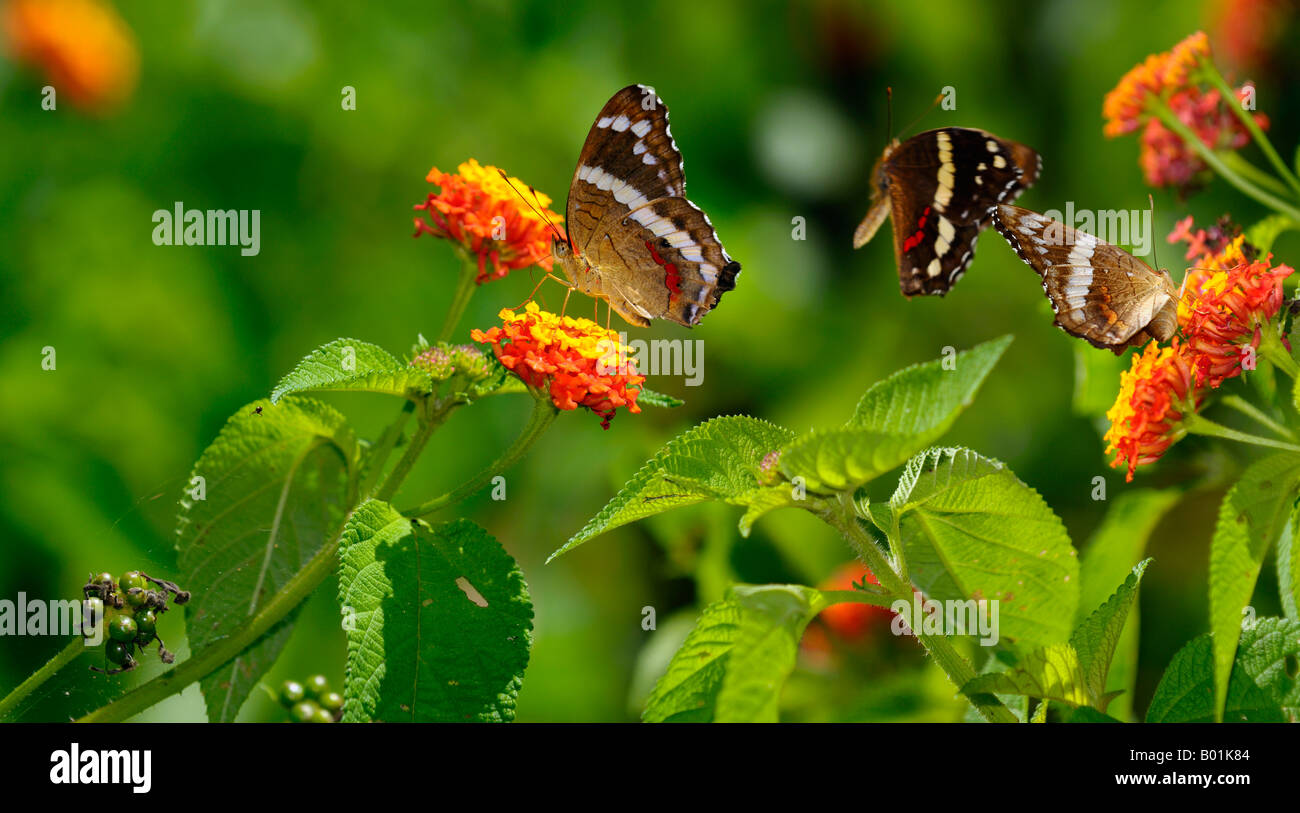 Bordered Patch butterflies mating and feeding on lantana bush flowers ...