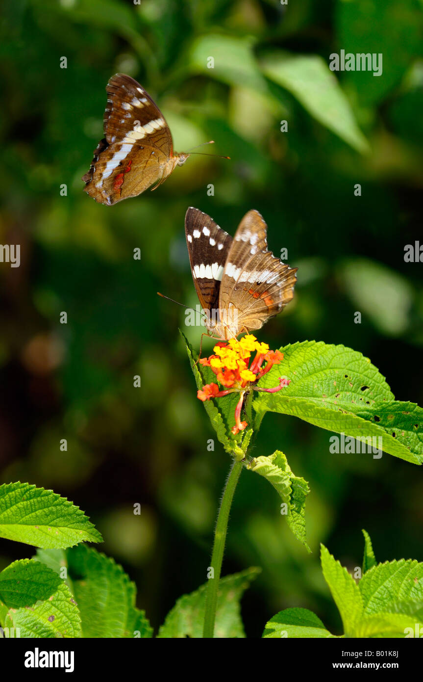 Mating dance of Bordered Patch butterflies on lantana flower bush ...