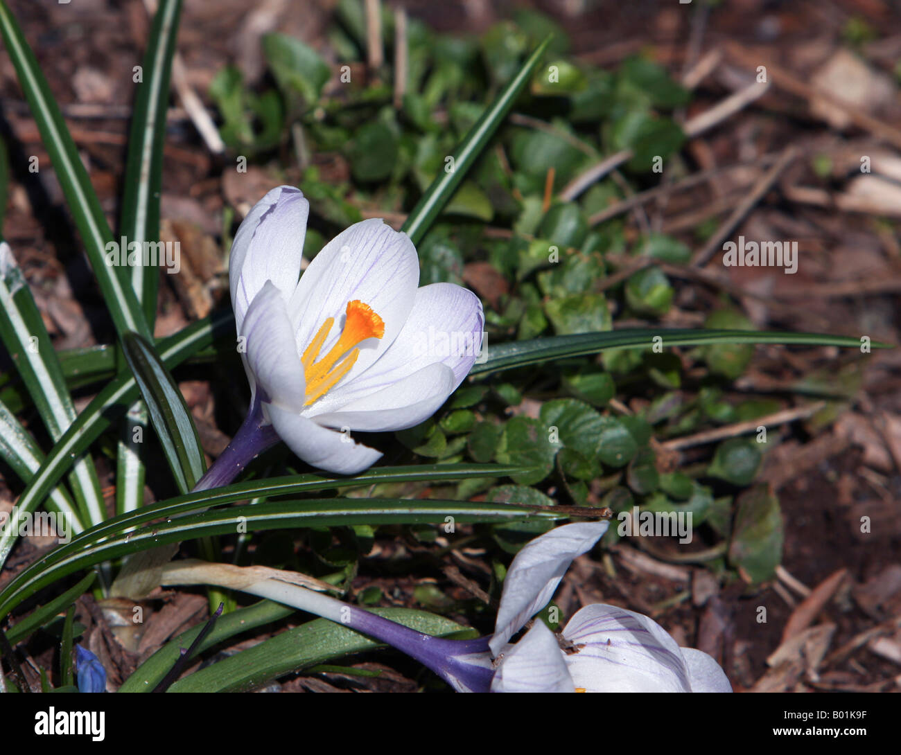 A spring crocus Stock Photo - Alamy