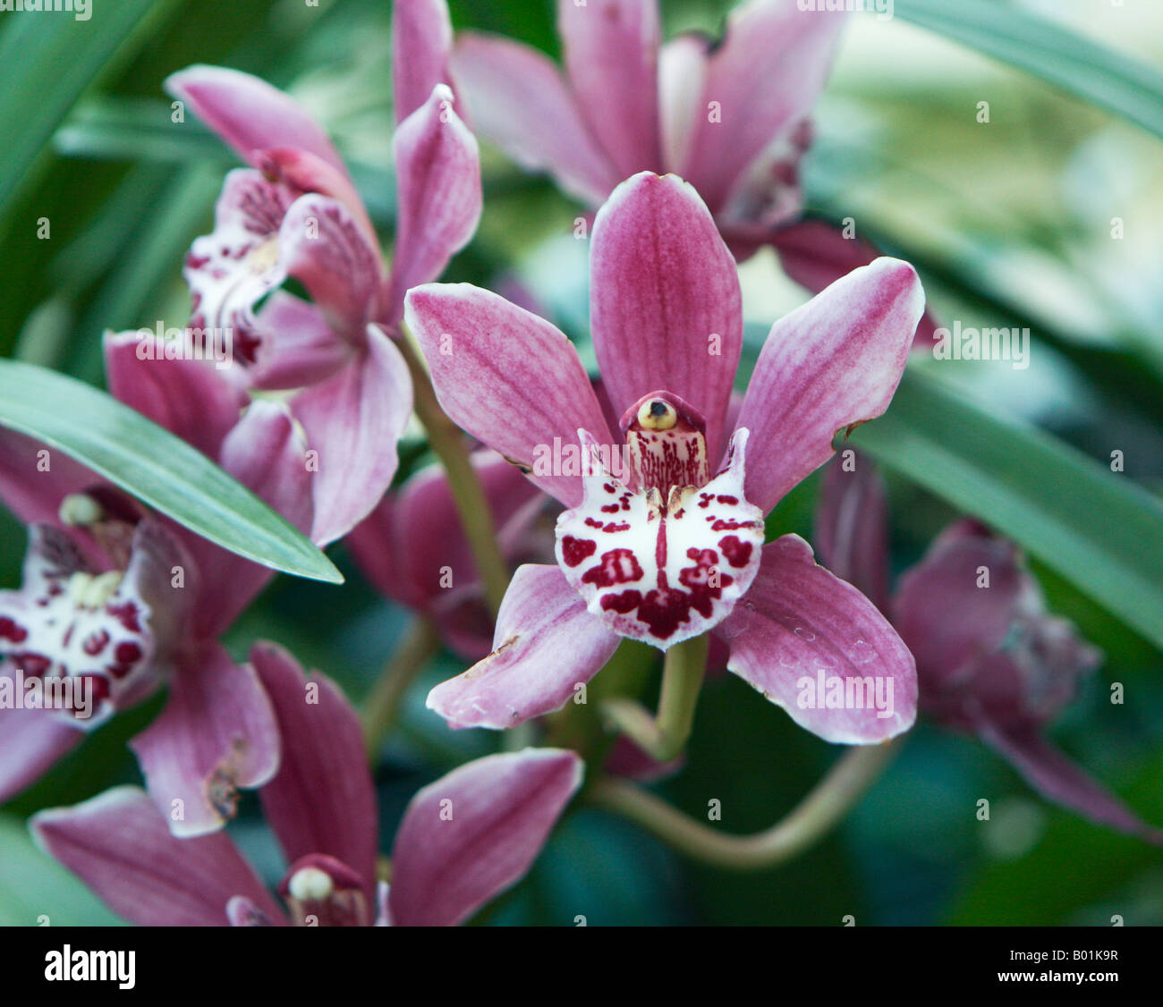 Purple cymbidium hi-res stock photography and images - Alamy