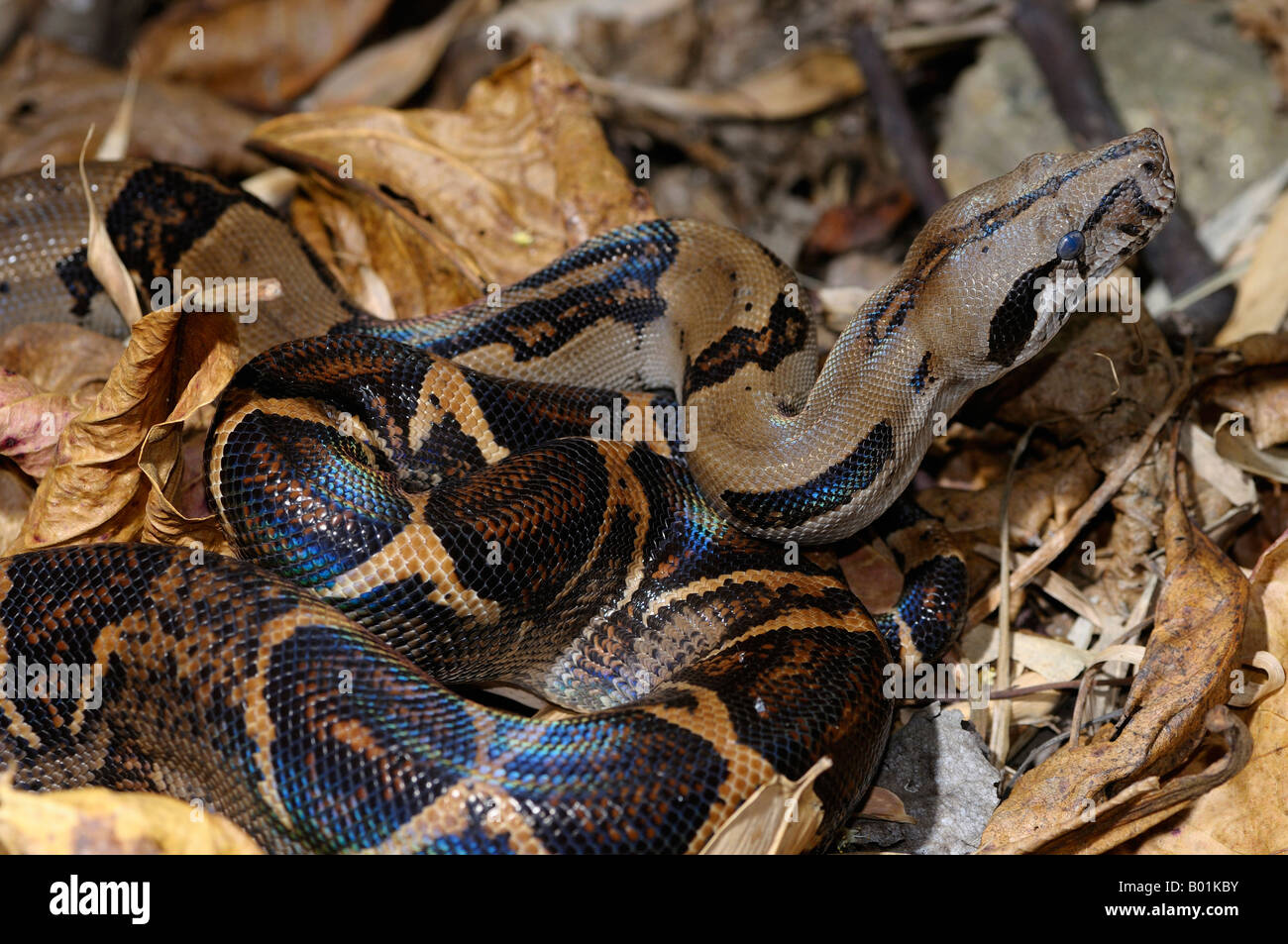 Coiled boa constrictor on leaf litter in tropical jungle of Osa ...