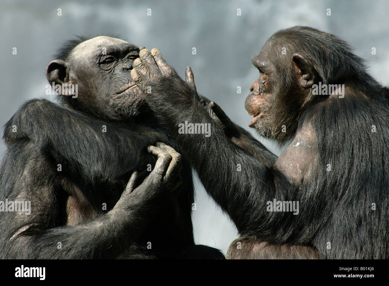 Two chimpanzees. One is telling the other a story Stock Photo - Alamy