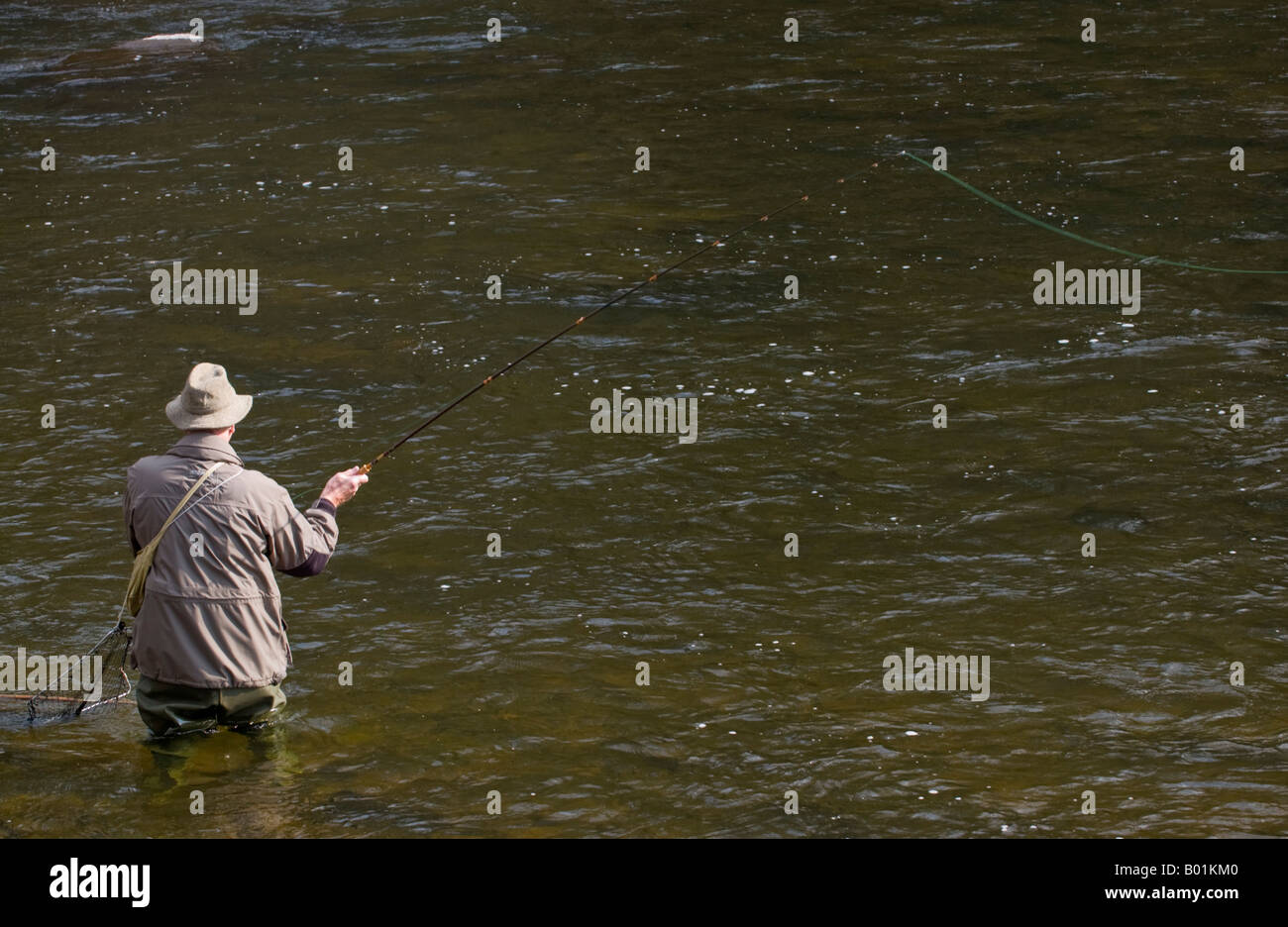 Elderly man fly fishing for wild brown trout on River Usk at Gliffaes ...