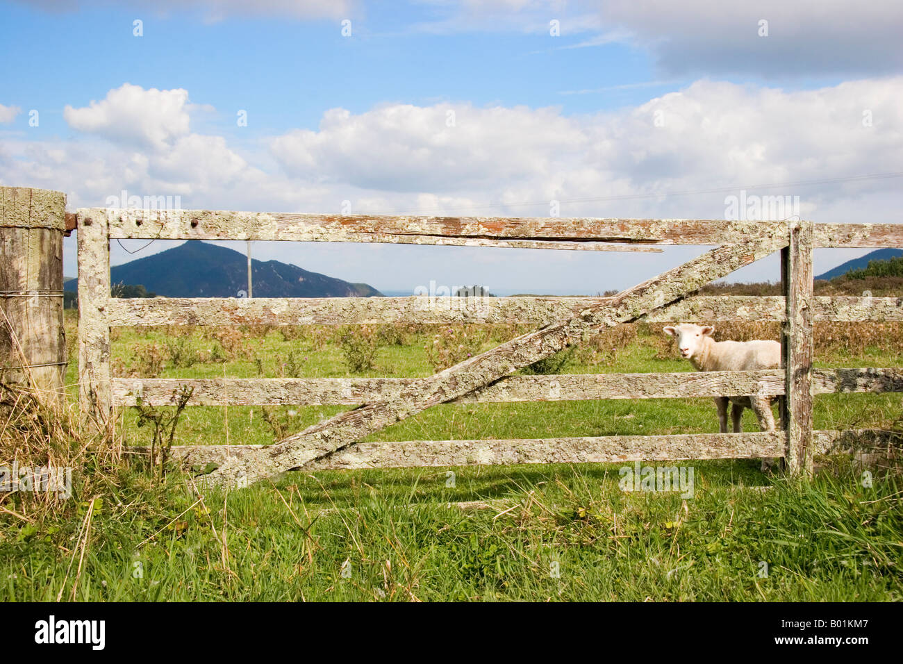 Cattle Looking Through Gate High Resolution Stock Photography and ...