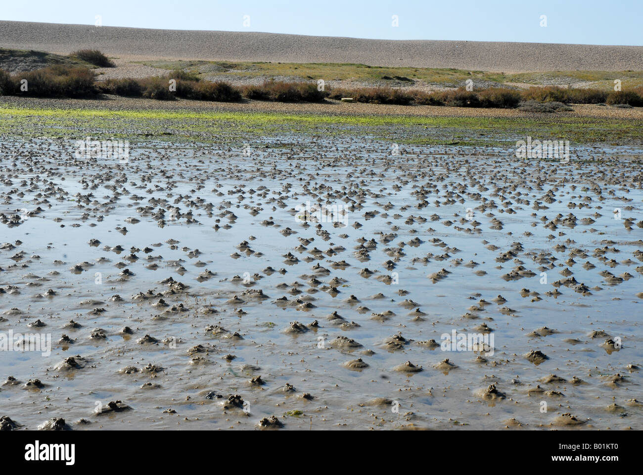 Lugworm - Worm casts on the mud of an estuary Stock Photo - Alamy