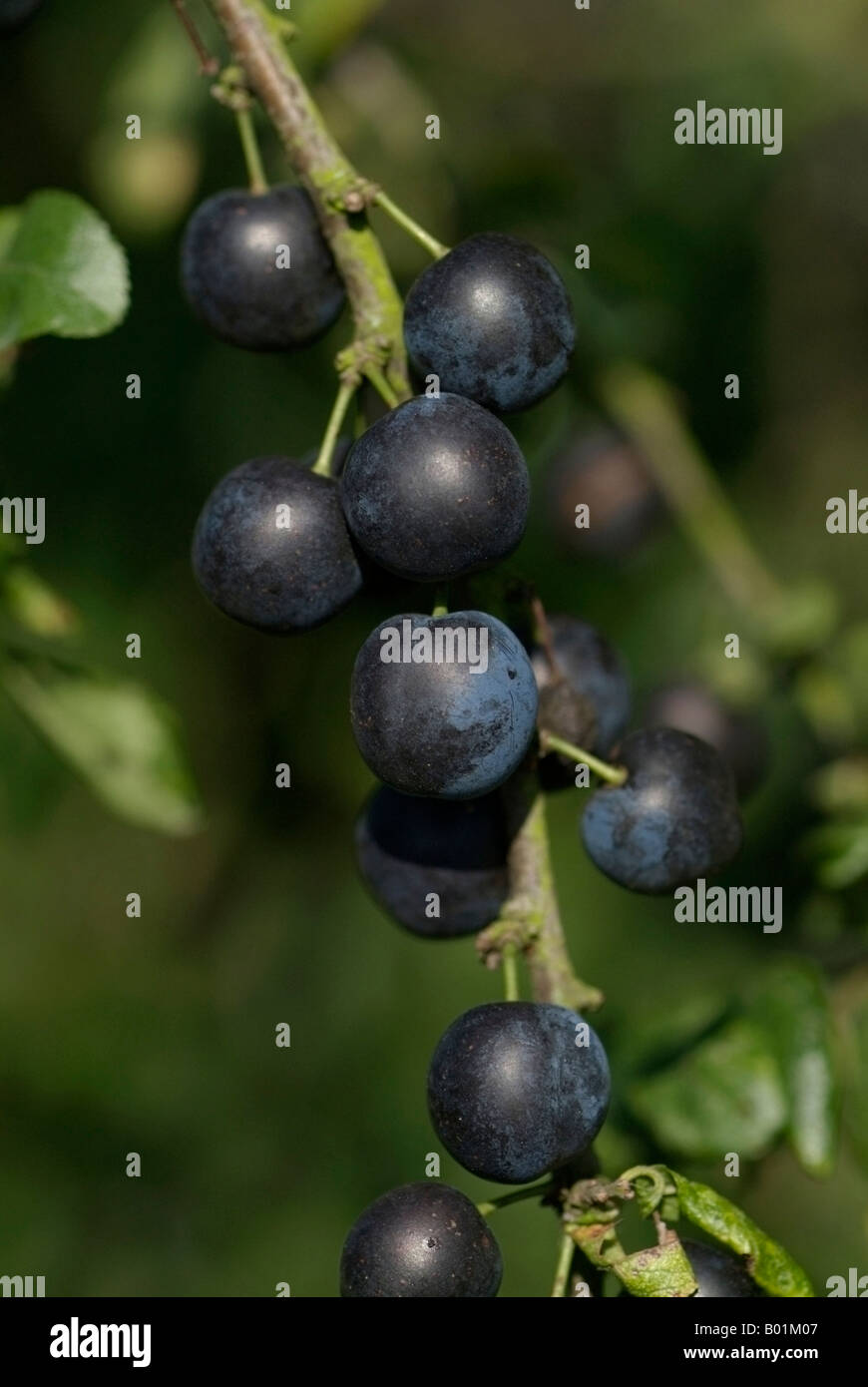 ripe sloes on branch of hedegrow blackthorn Stock Photo - Alamy