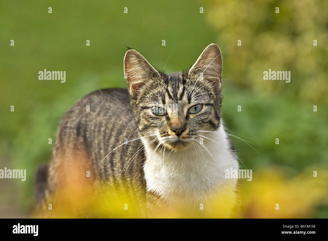 Cat hunting garden hi-res stock photography and images - Alamy