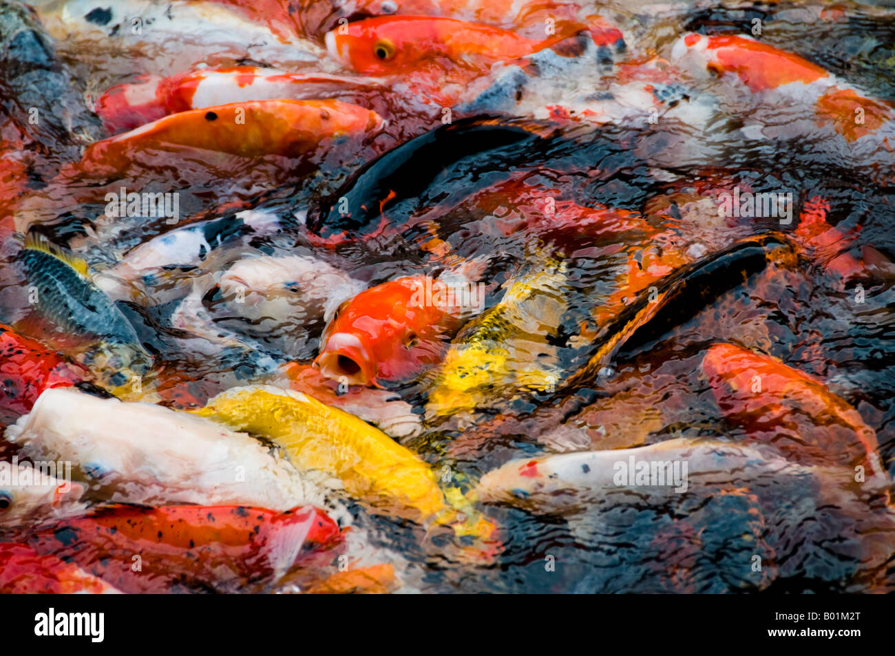 Koi goldfish swimming in pond Stock Photo - Alamy
