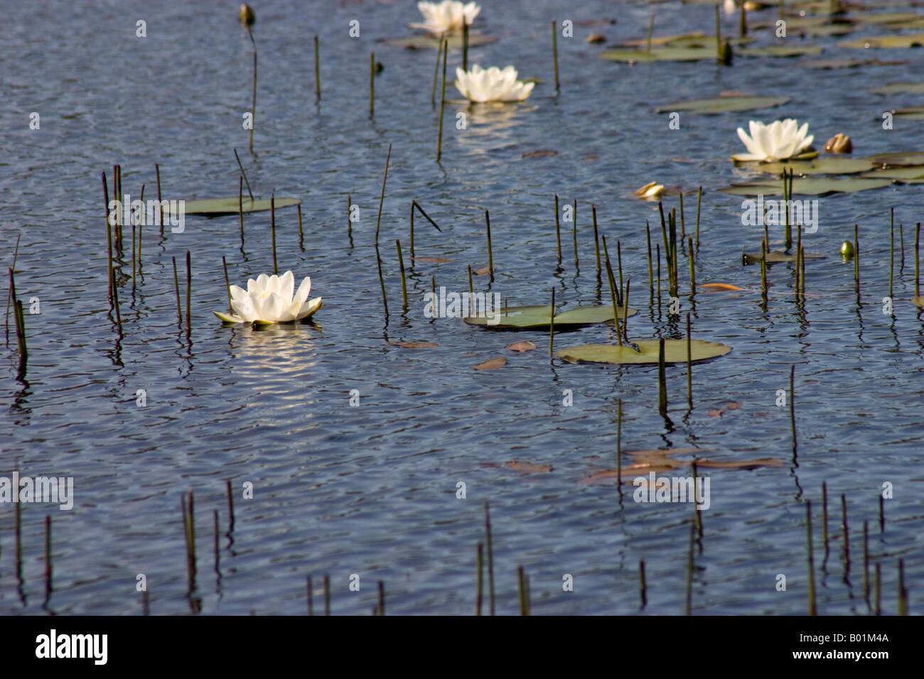 White water-lily, Nymphaea alba Stock Photo - Alamy