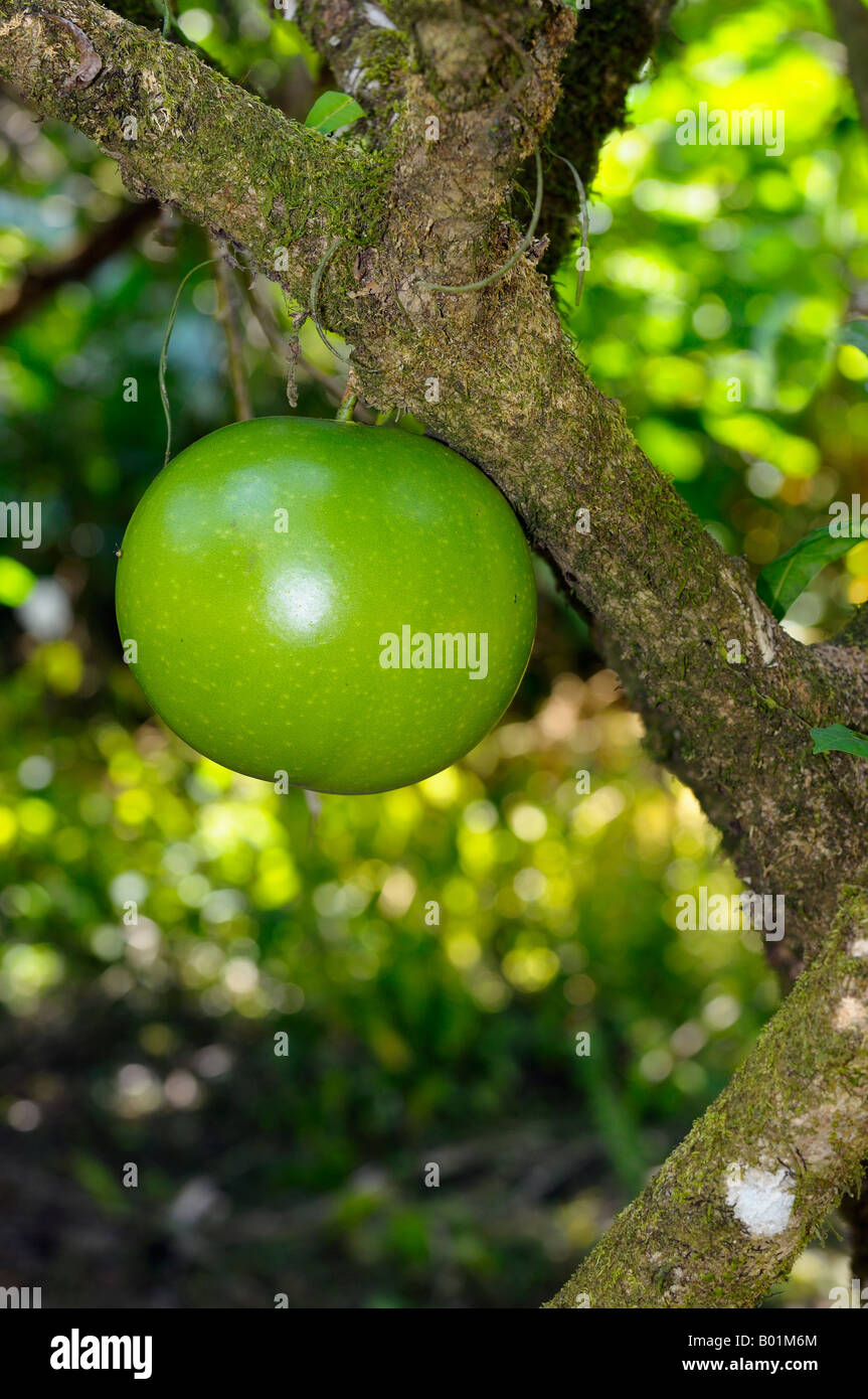 Kalebas High Resolution Stock Photography and Images - Alamy