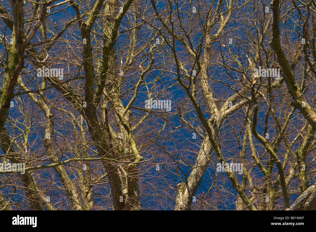 Lindenbaum Germany High Resolution Stock Photography and Images - Alamy