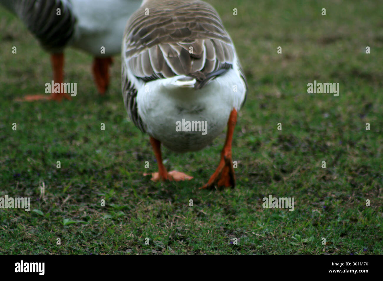 A goose walking away Stock Photo - Alamy