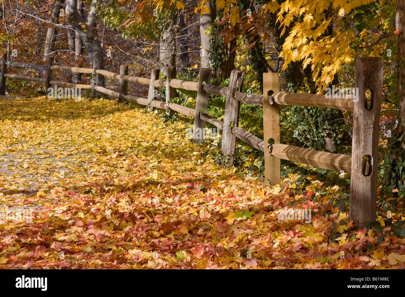 fall leaves in Bronx New York City Stock Photo - Alamy