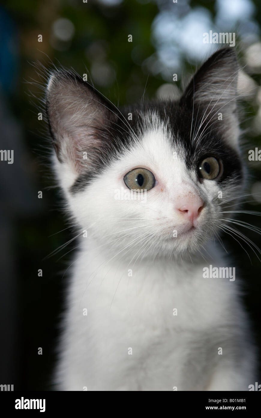 Turkish Angora Black And White Kitten