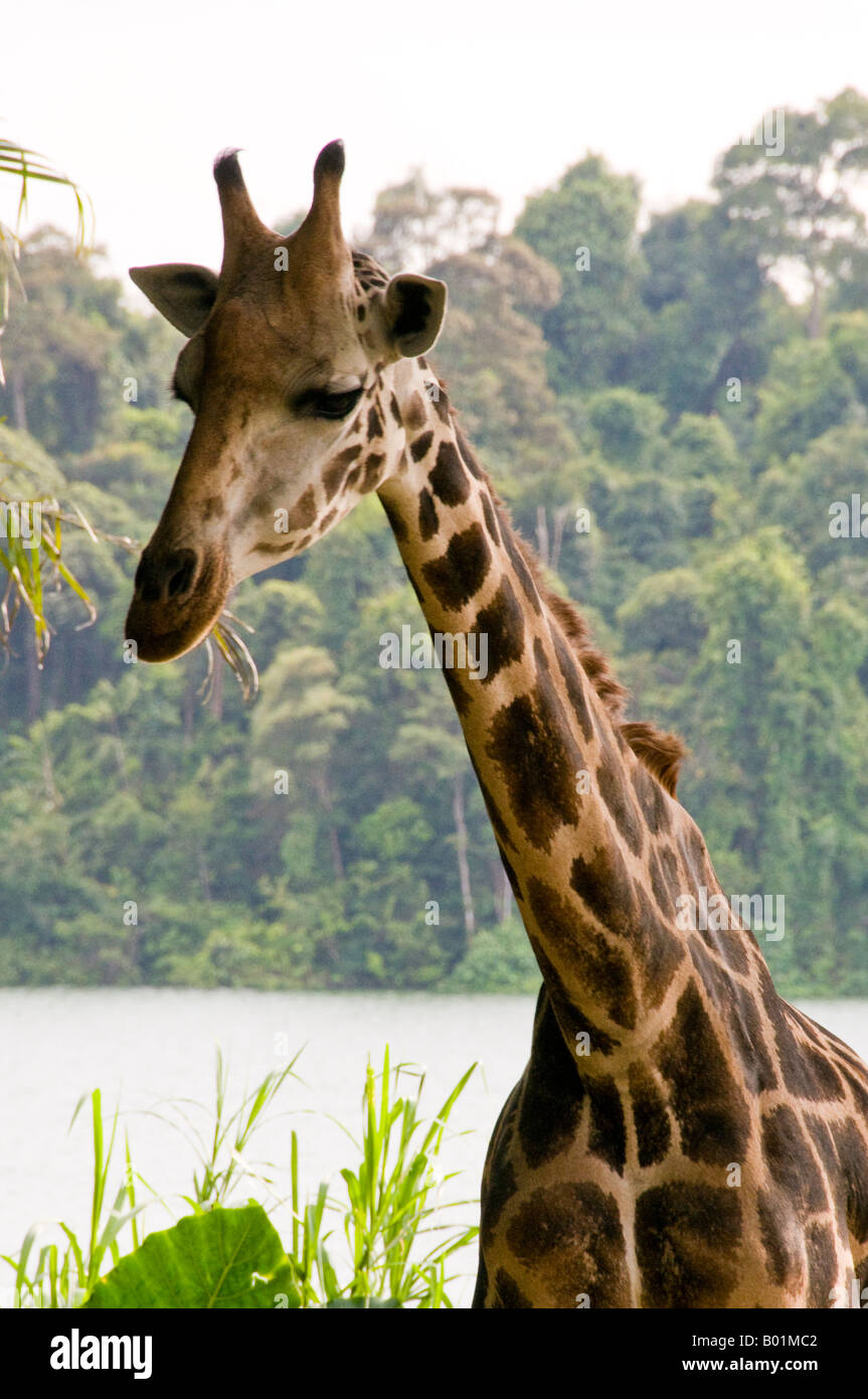 Giraffe head and neck Stock Photo - Alamy
