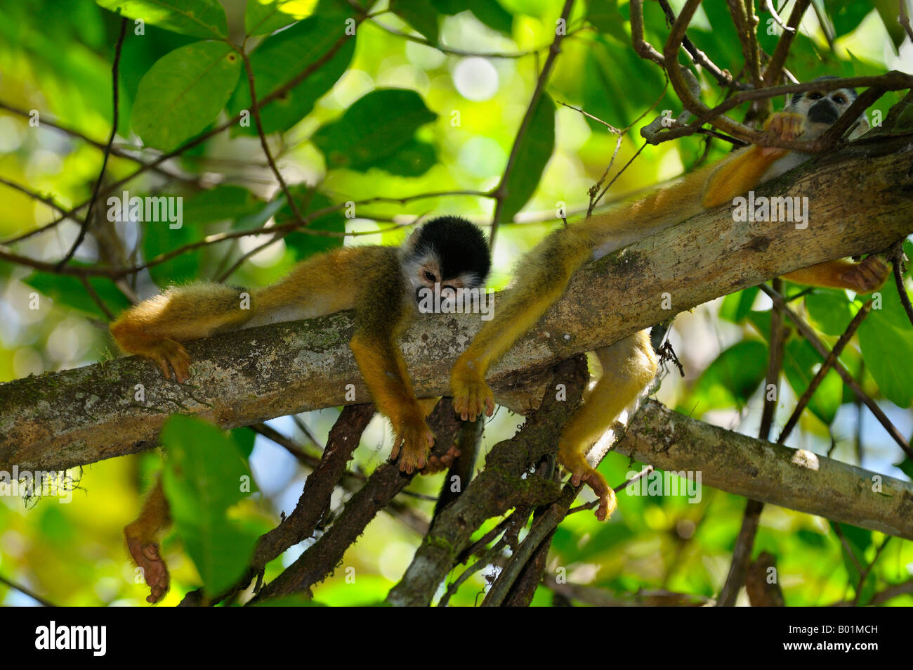 Common squirrel monkeys resting on a tree branch in the jungle ...
