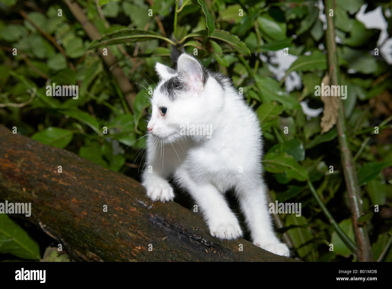Baby grip cat hi-res stock photography and images - Alamy