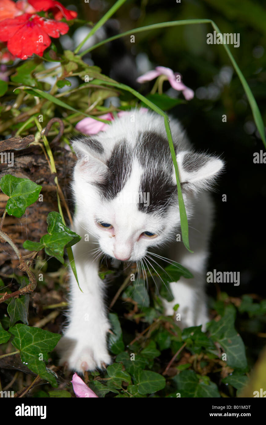 10 week old kitten hi-res stock photography and images - Alamy
