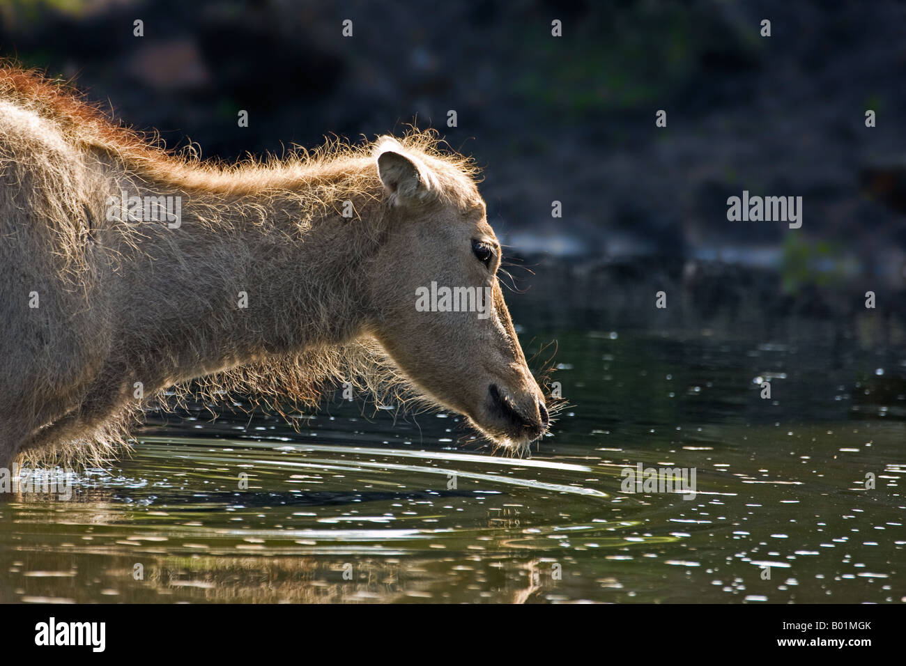 Père David's Deer - Elaphurus davidianus Stock Photo - Alamy
