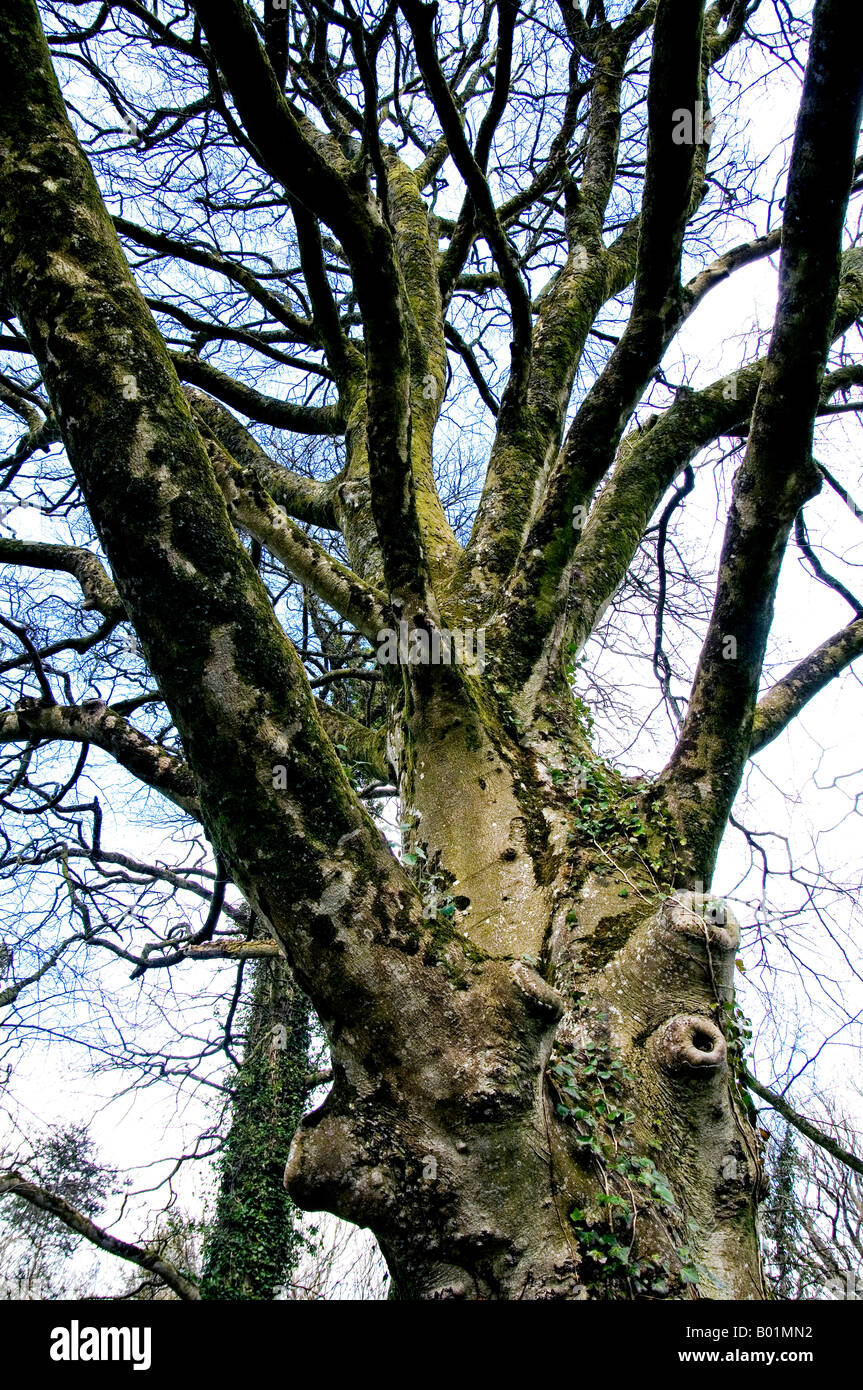 Old beech tree growing hi-res stock photography and images - Alamy