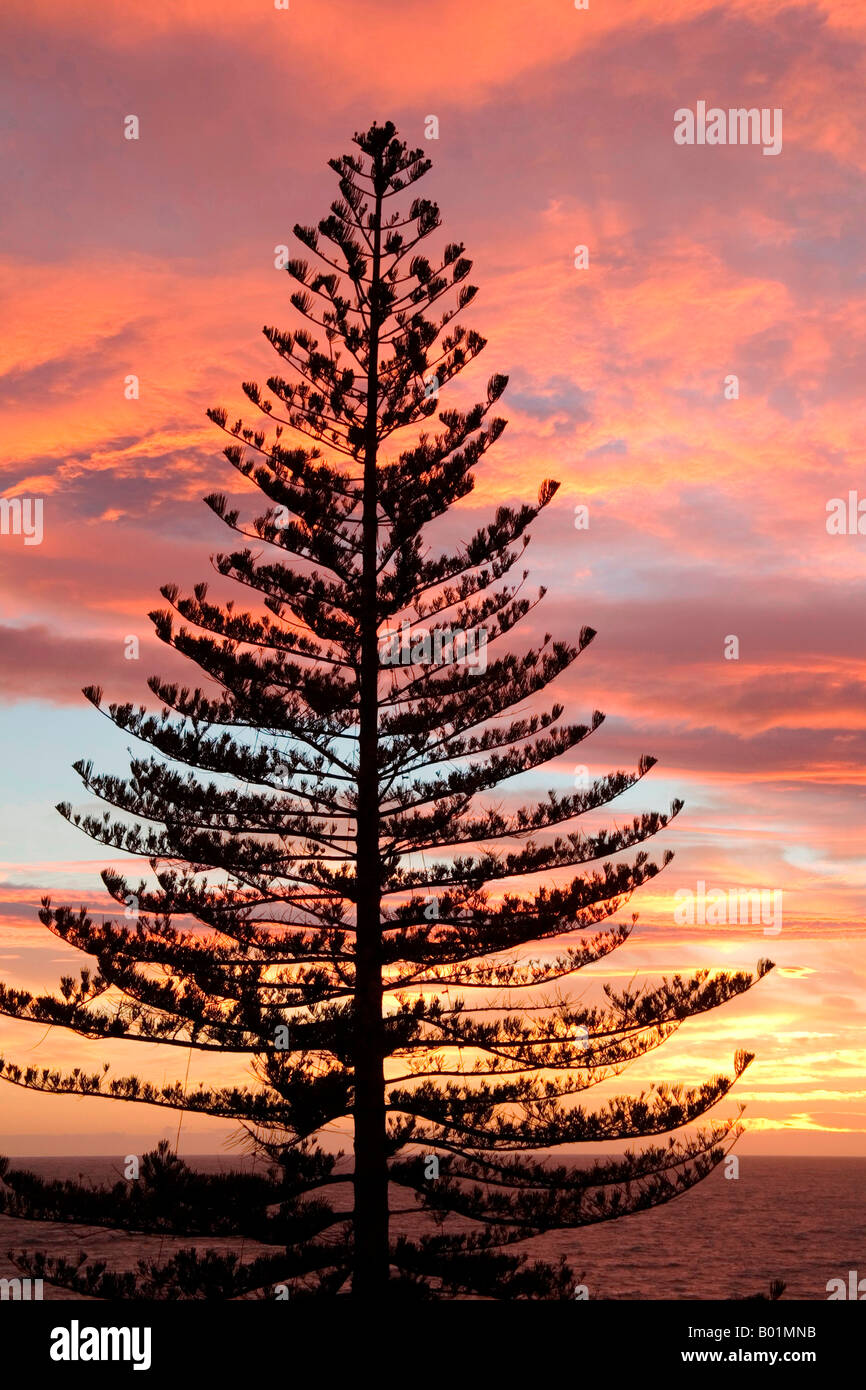 Napier pine hi-res stock photography and images - Alamy