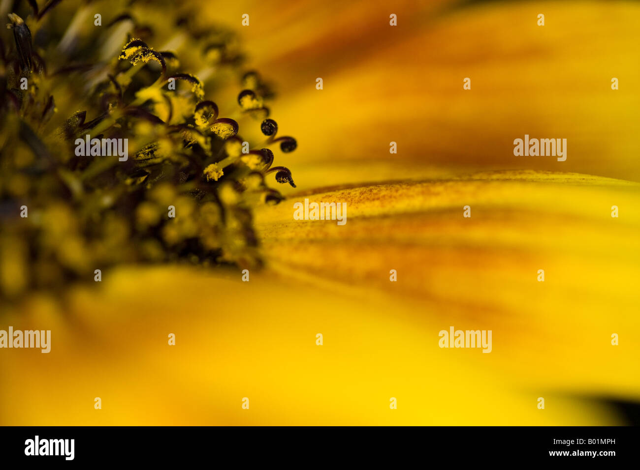 close up from a Sunflower - genus Helianthus Stock Photo - Alamy