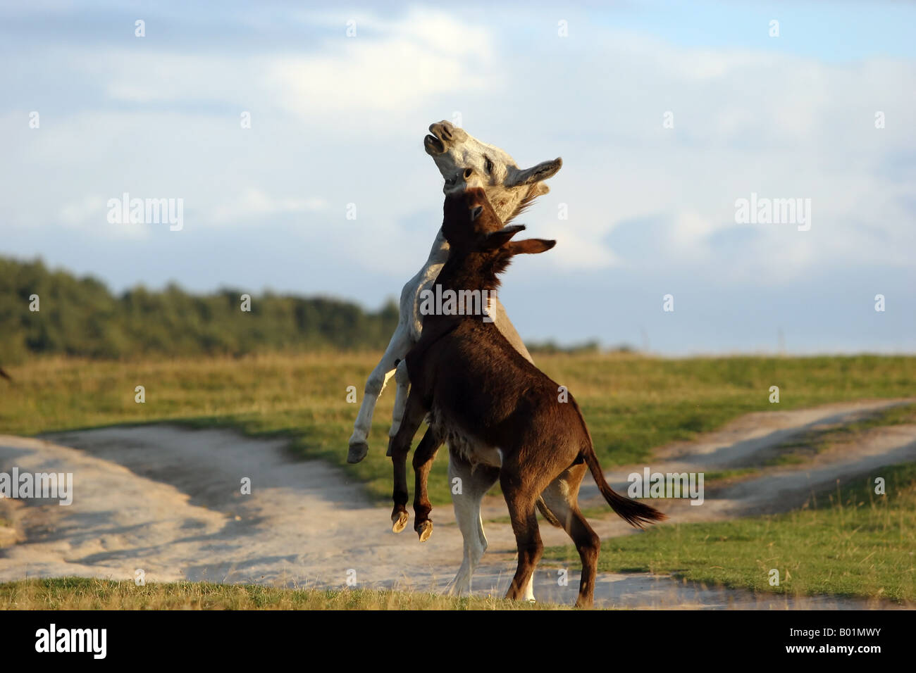 Two donkeys playing together Stock Photo - Alamy