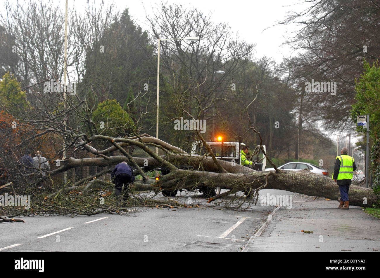 Tree fallen in bad weather hi-res stock photography and images - Alamy