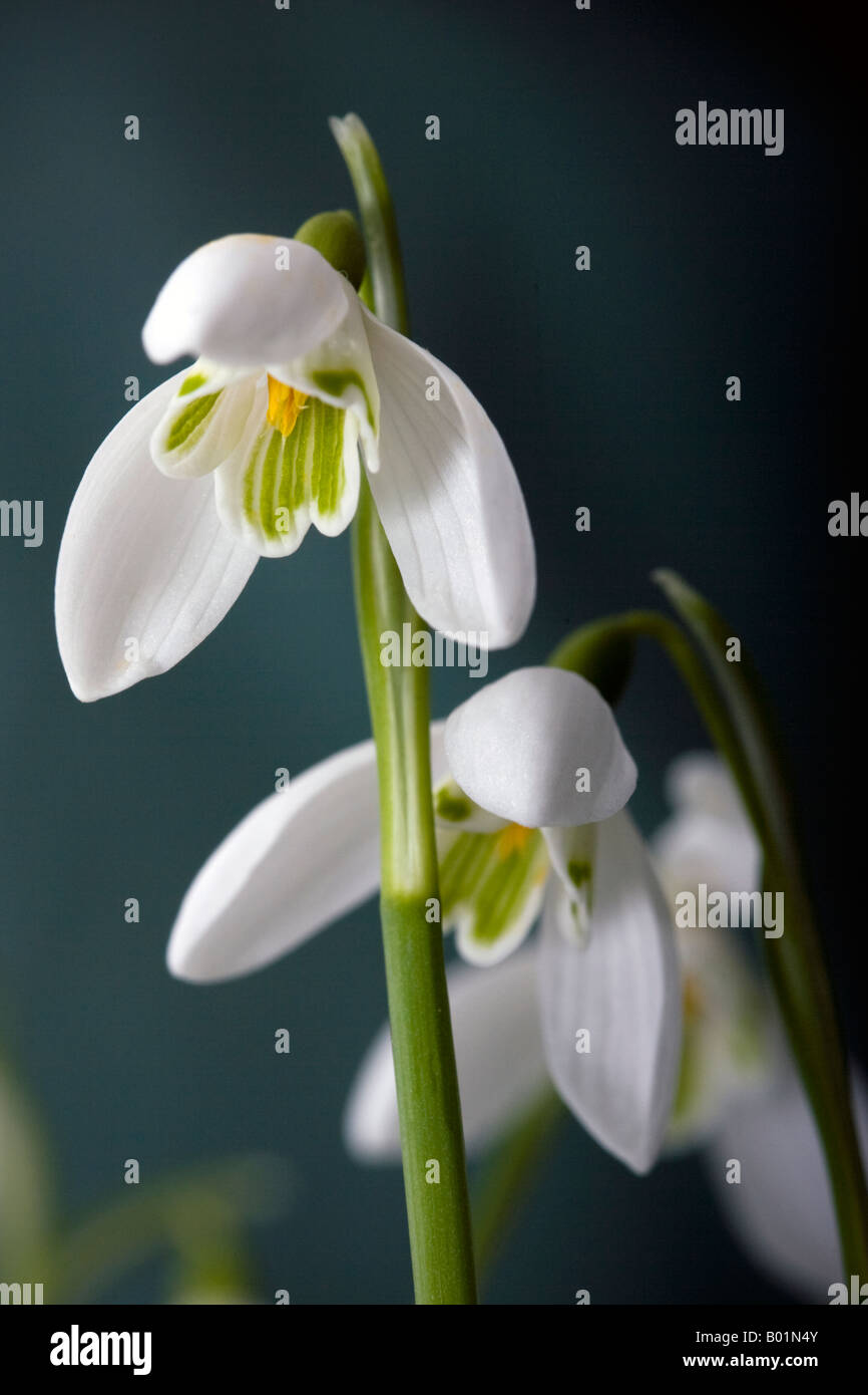 Close up snowdrop Stock Photo - Alamy