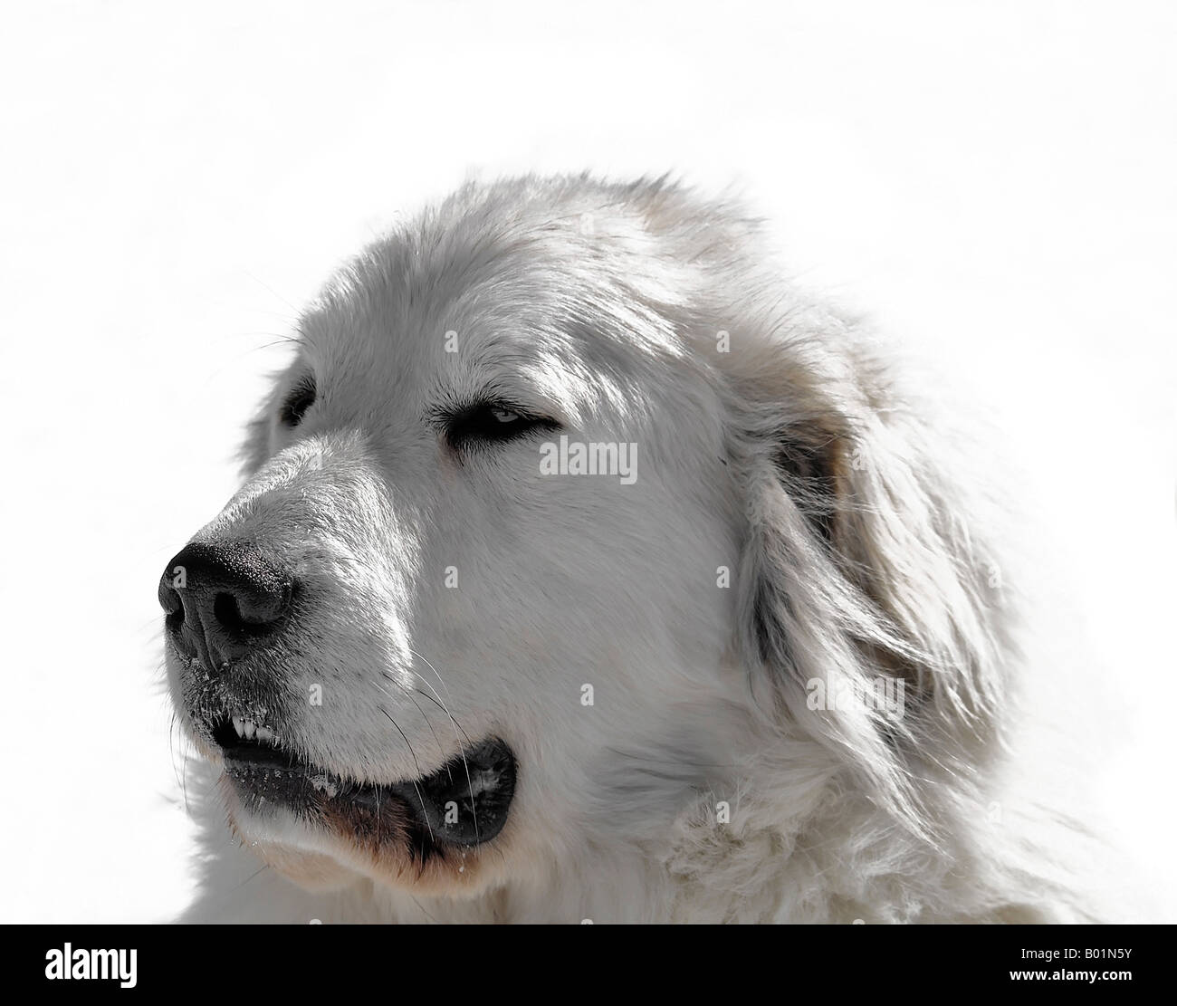 Chien des pyrenees hi-res stock photography and images - Alamy