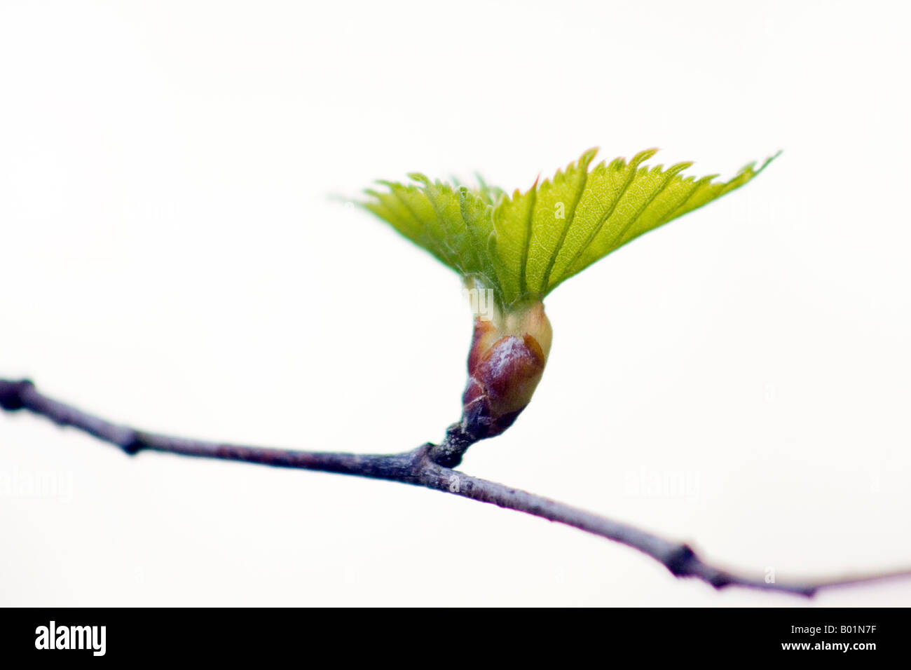 Birch leaf emerging in spring (Betula pendula Stock Photo - Alamy
