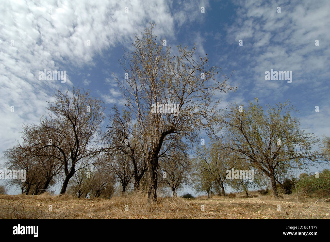 Olive trees in a small orchard against a mackerel sky in the hill ...