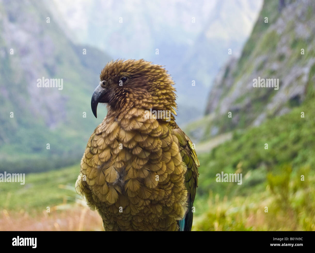 Kea (alpine parrot) in Fiordland National Park, New Zealand Stock Photo ...