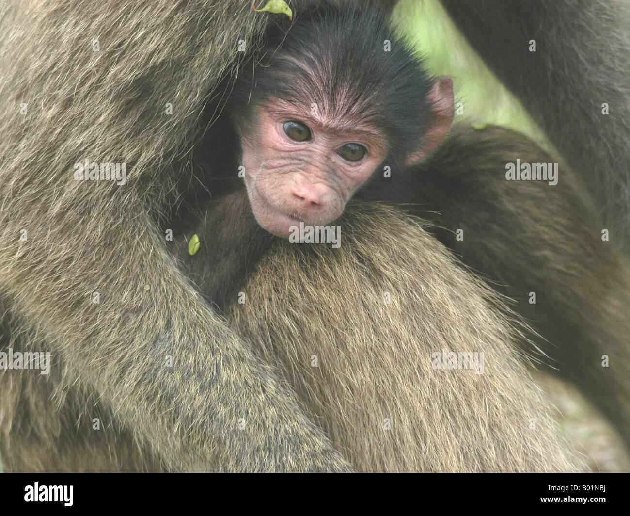 young baboon, safe in mothers arms 3 Stock Photo - Alamy