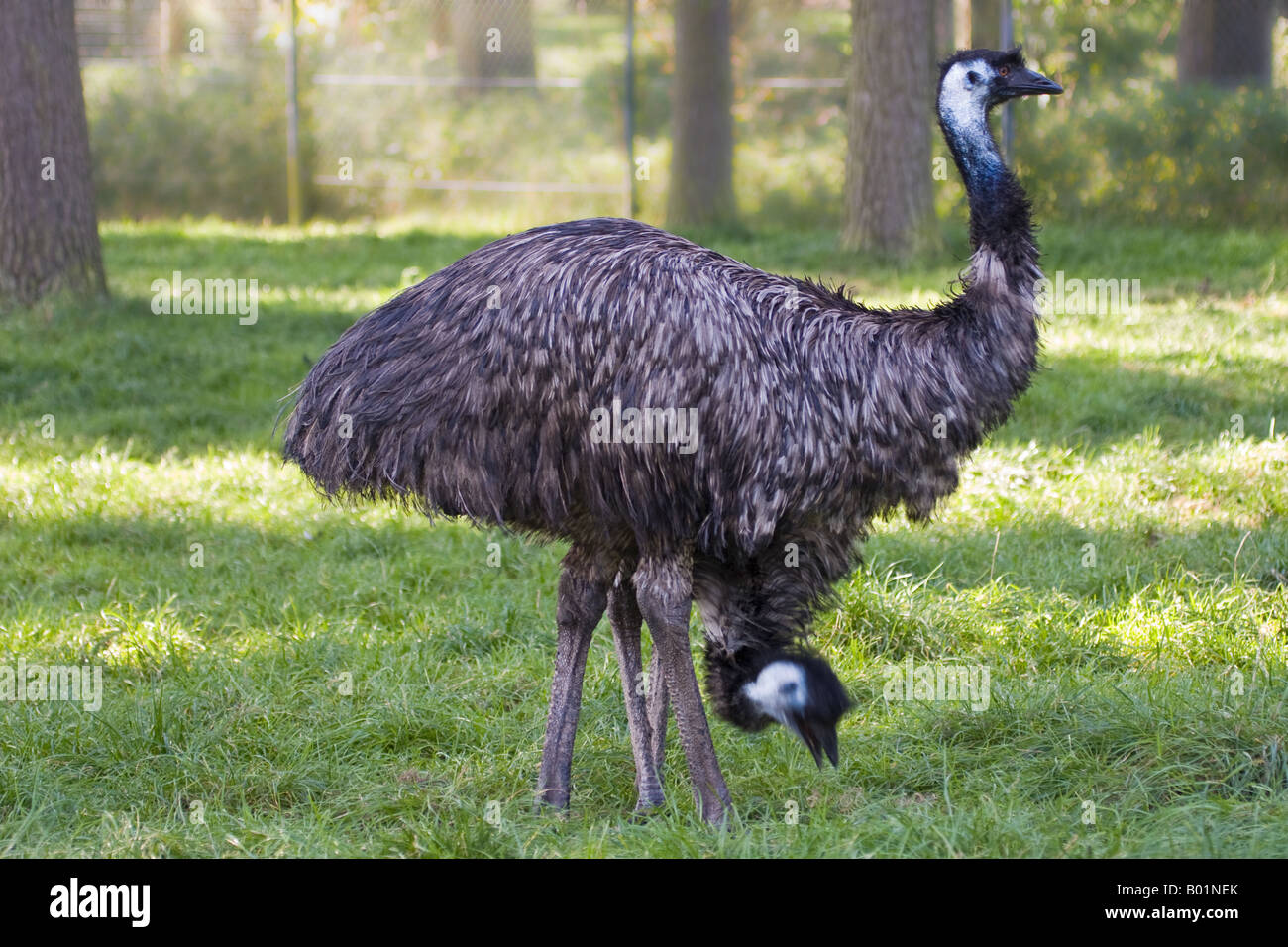 Grosse emus hi-res stock photography and images - Alamy