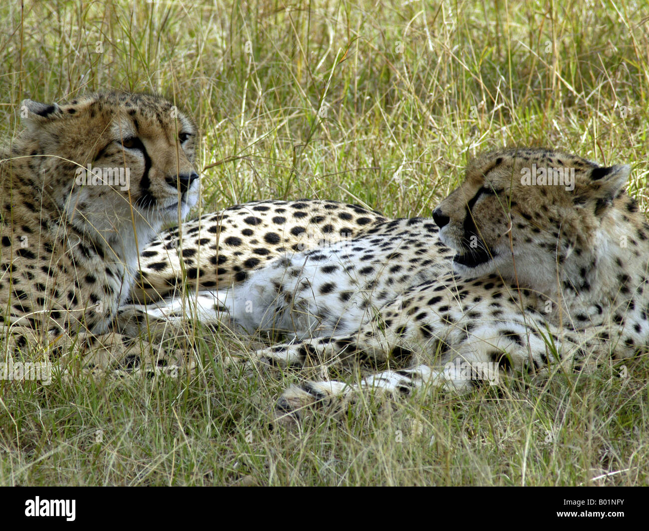 Cheetahs eye hi-res stock photography and images - Alamy