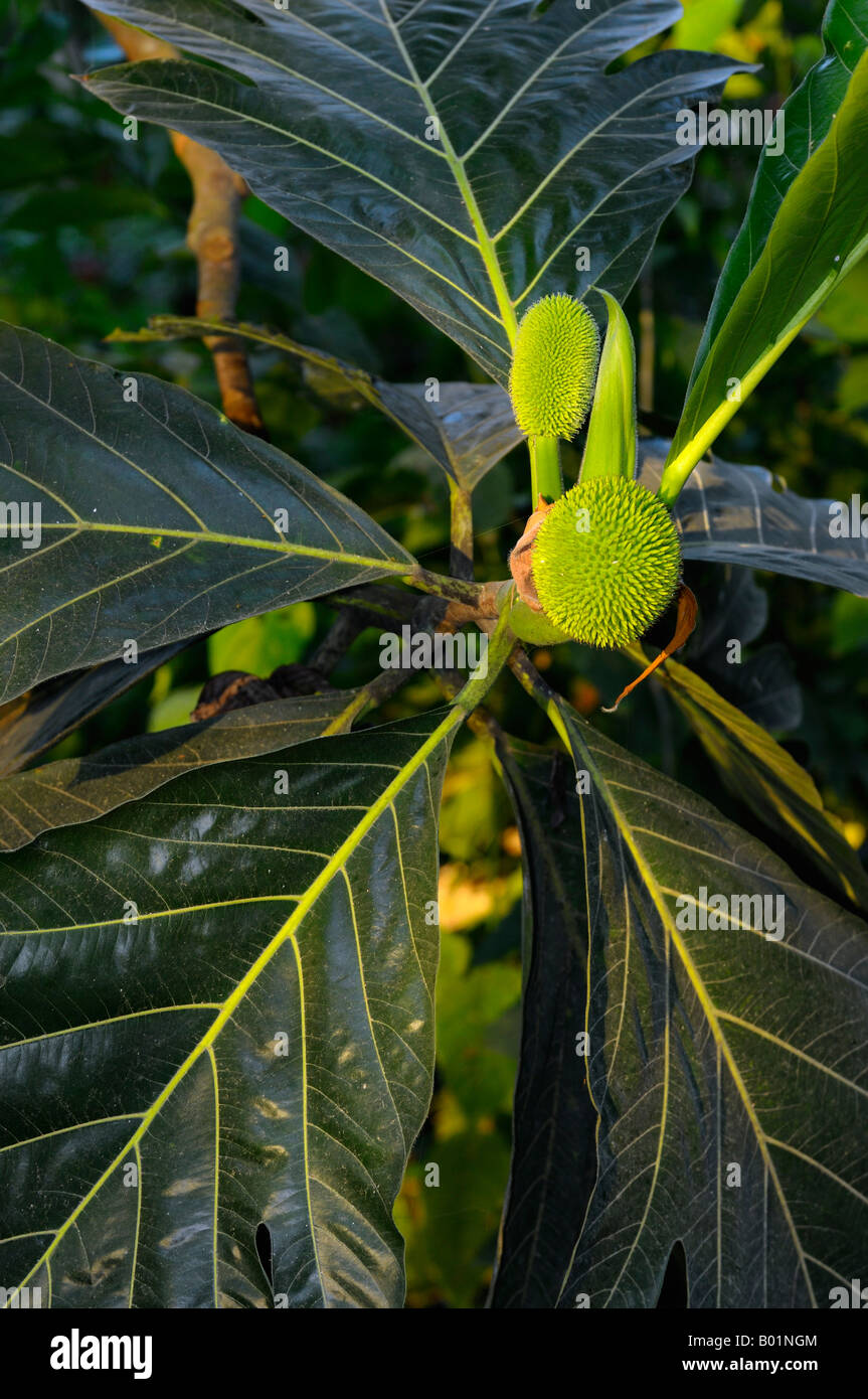 Unripe green Breadfruit in the morning sun Osa Peninsula jungle Carate ...
