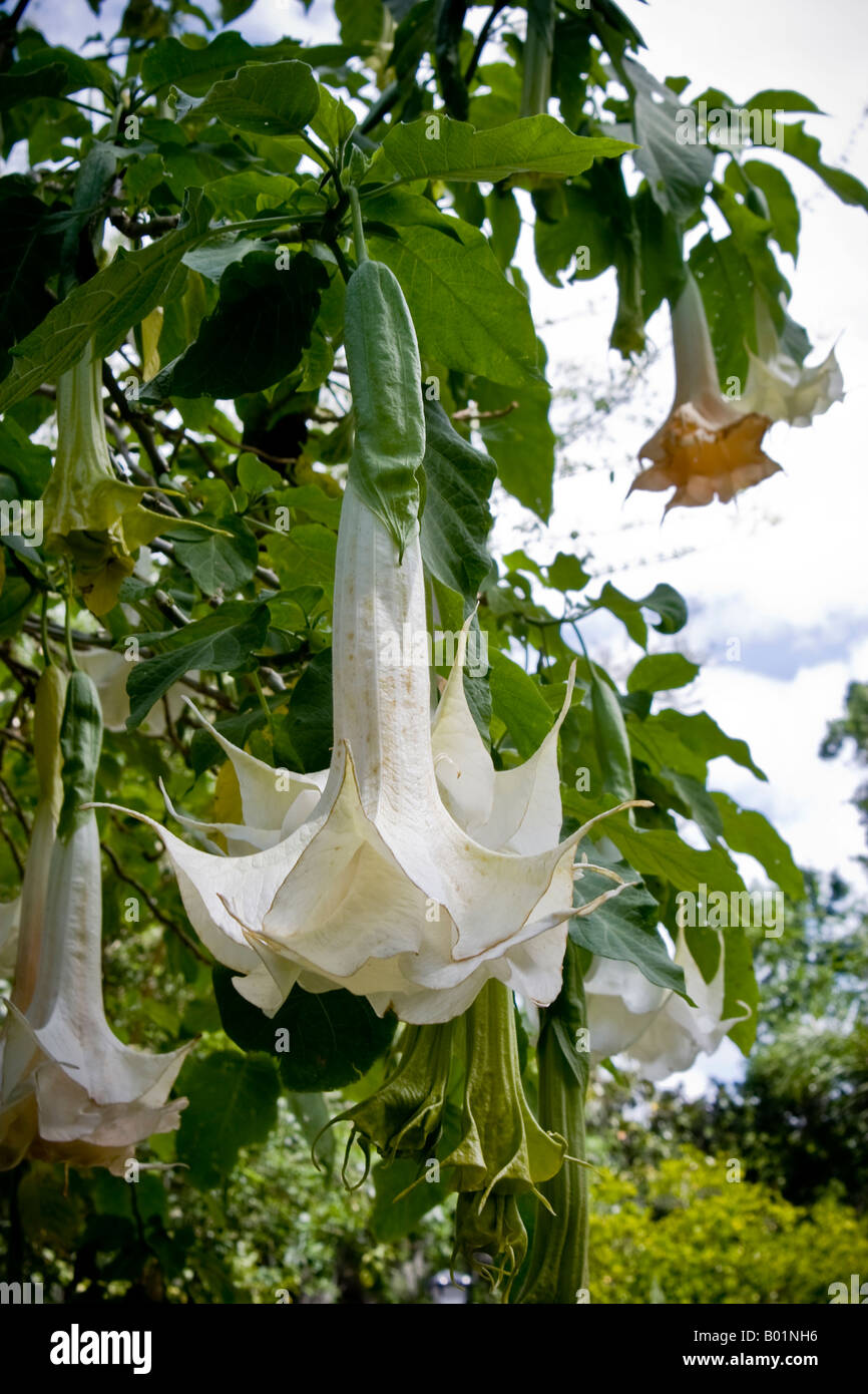 Trumpet Tree Flowering in Leu Gardens Orlando FL Stock Photo - Alamy