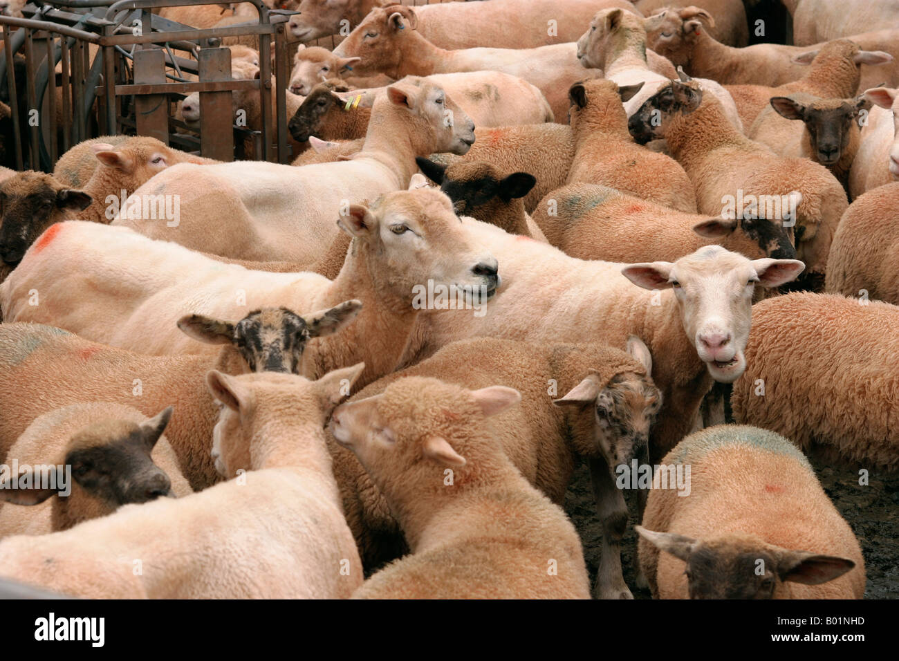 UK Exmoor Somerset West Luccombe Farm Exmoor crossed sheep Stock Photo ...