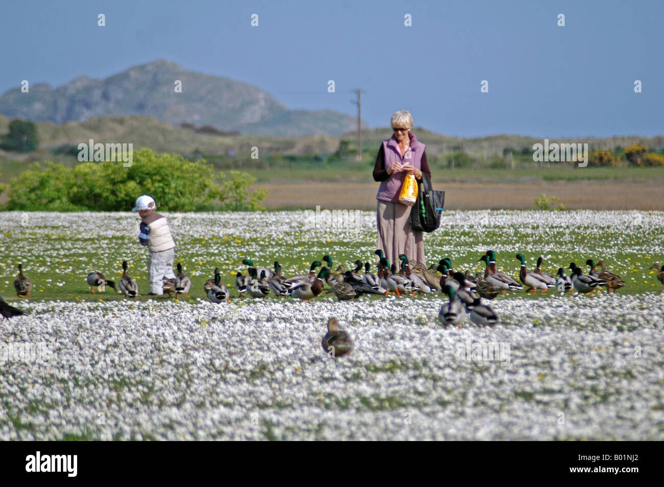 Son and ducks hi-res stock photography and images - Alamy