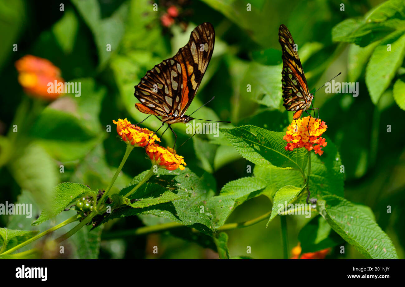 Dione Juno Silverspot butterfly on Lantana bush in Osa Peninsula Carate ...