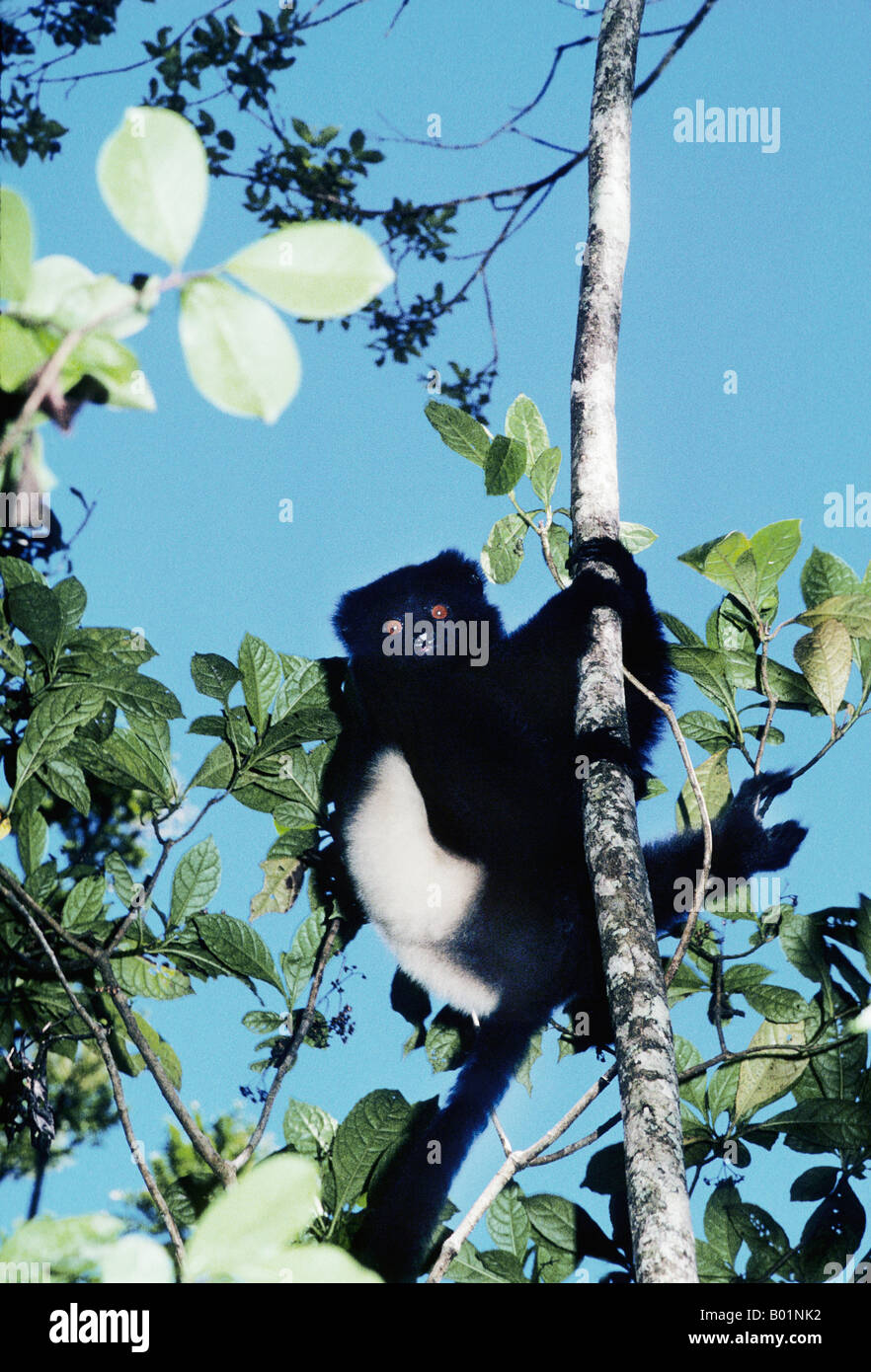 Propithecus edwardsi hi-res stock photography and images - Alamy